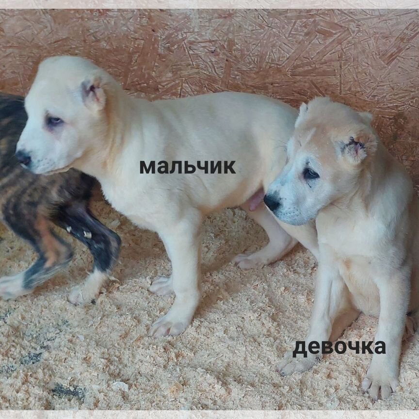 Среднеазиатская овчарка, щенок