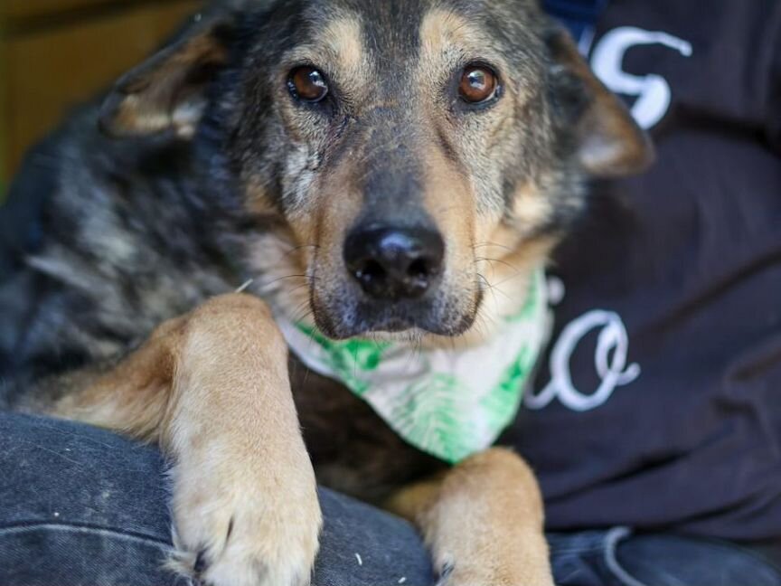 Собака в добрые руки