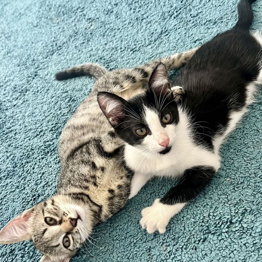 Котята в добрые руки