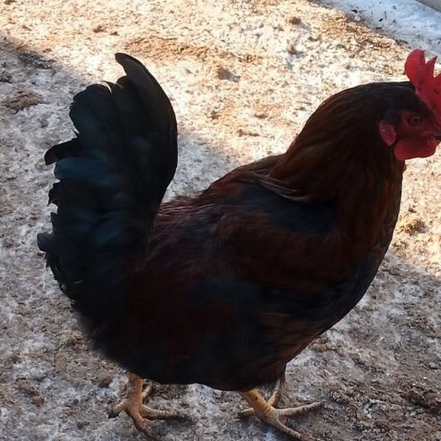 Куры и петухи домашние