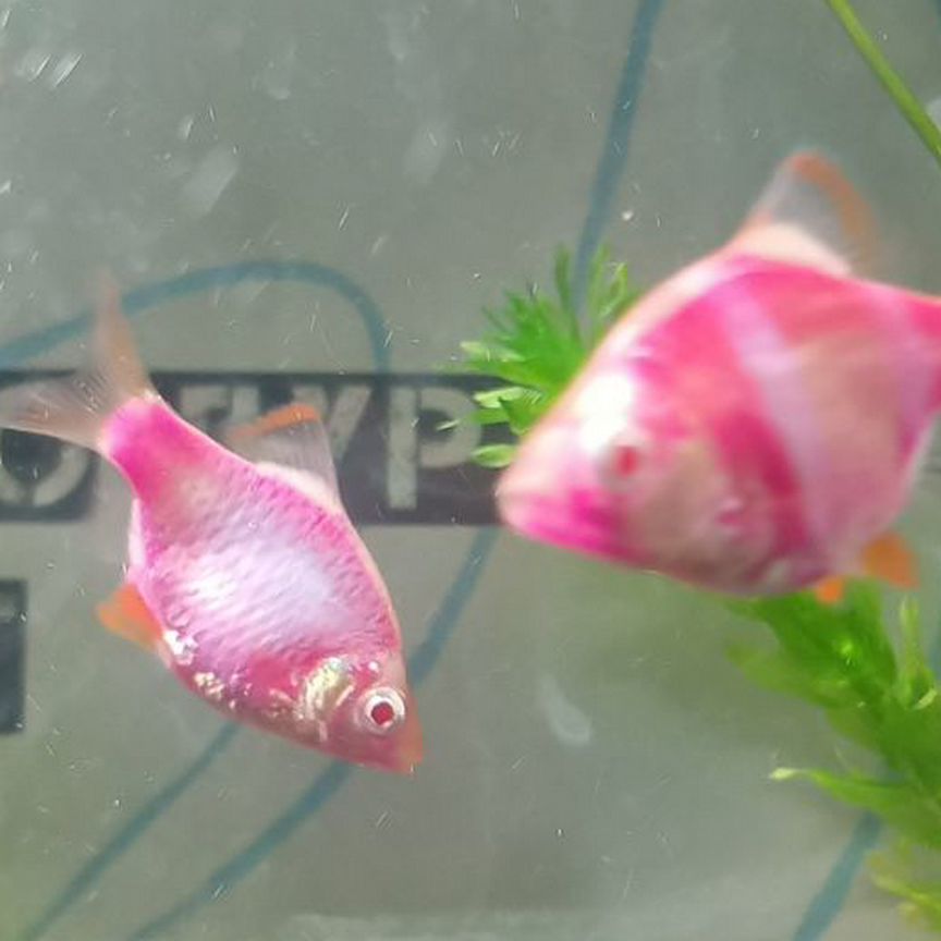 Рыбки барбусы