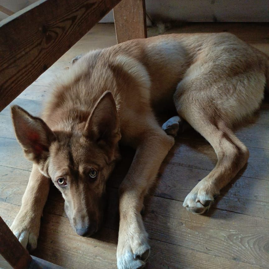 Семимесячный щенок в добрые руки