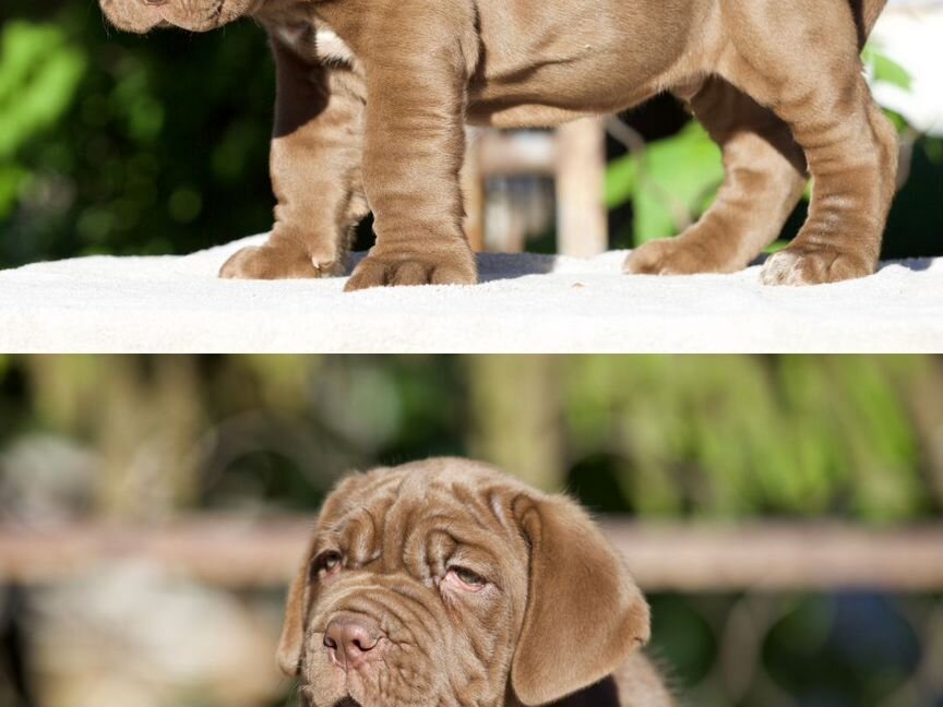 Неаполитанский мастиф