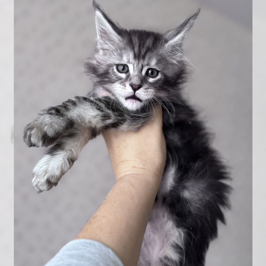 Котик мейн-кун