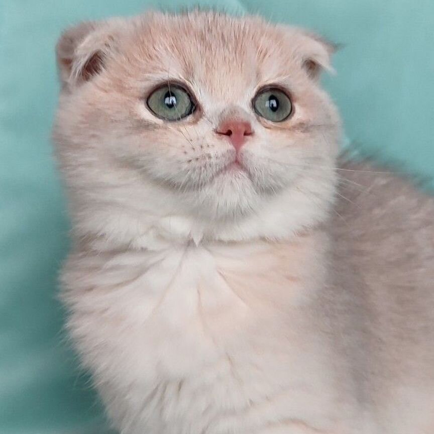 Милое создание