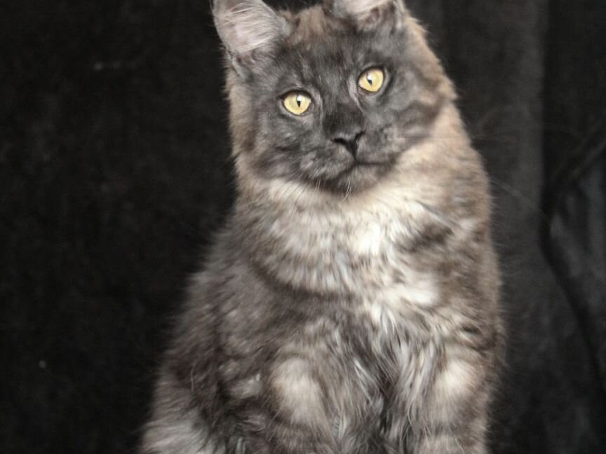 Мейн-кун котик