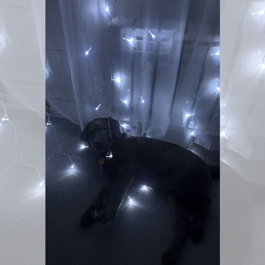 Лабрадор-ретривер, щенок