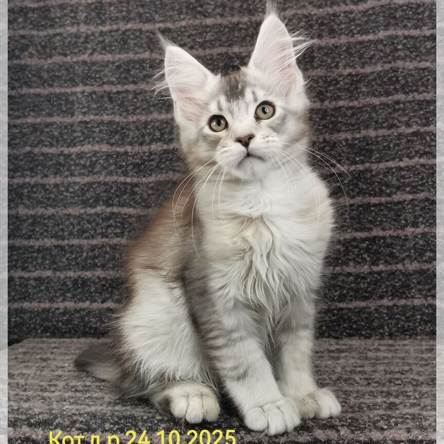 Мейн-кун котёнок