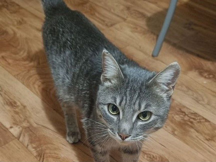 Молодой кот в добрые руки