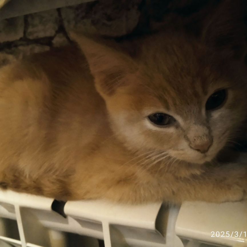 Котики бесплатно в добрые руки