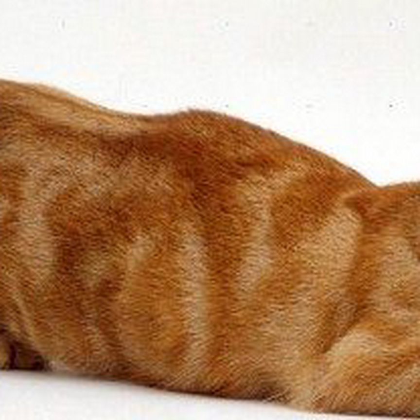 Кот