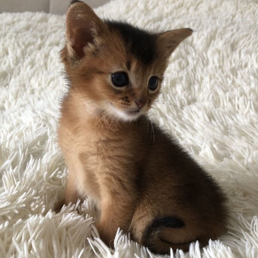 Абиссинские котята
