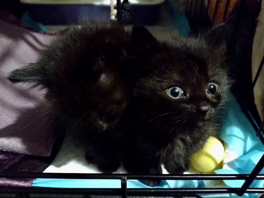 Черныши, мальчик и девочка, ждут семьи