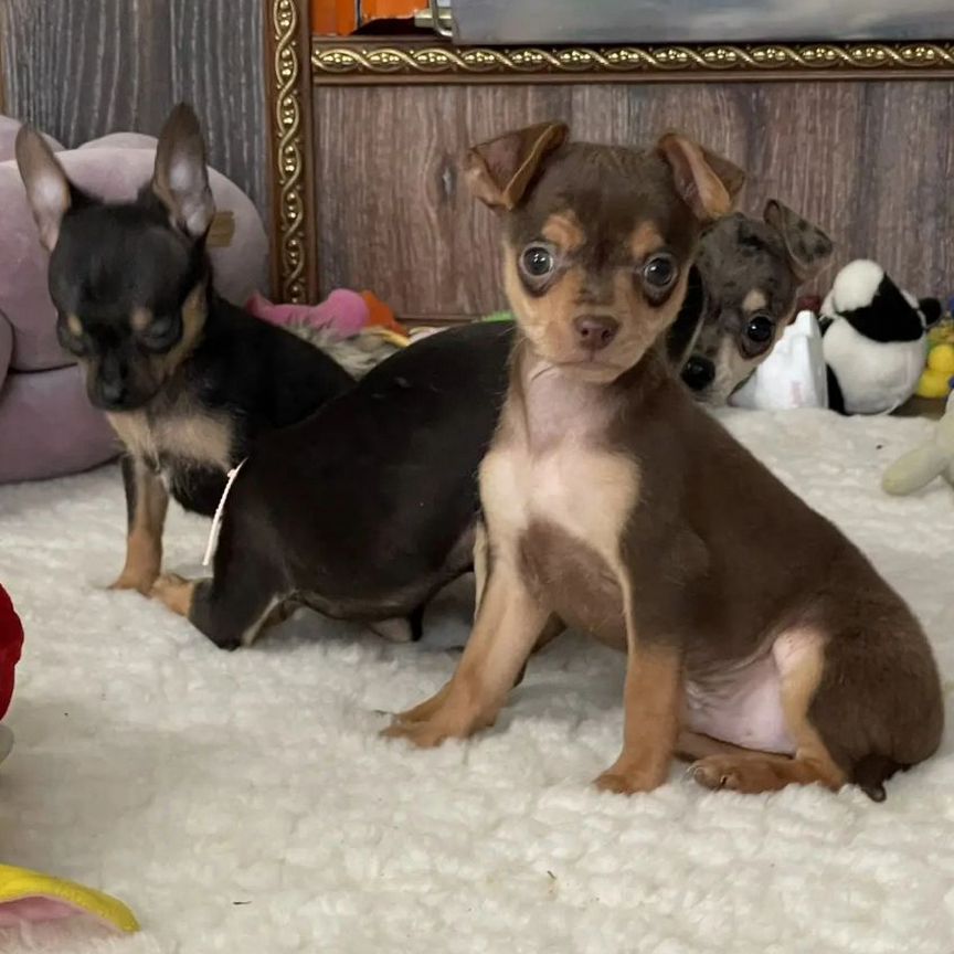 Русский той-терьер, щенок