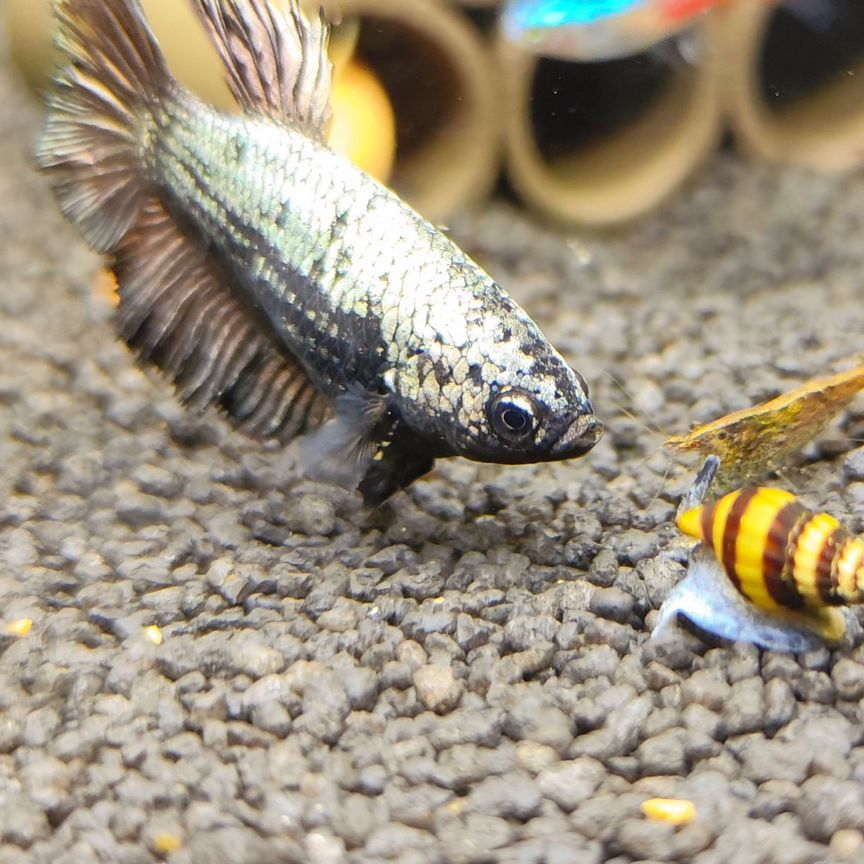 Улитка Хелена