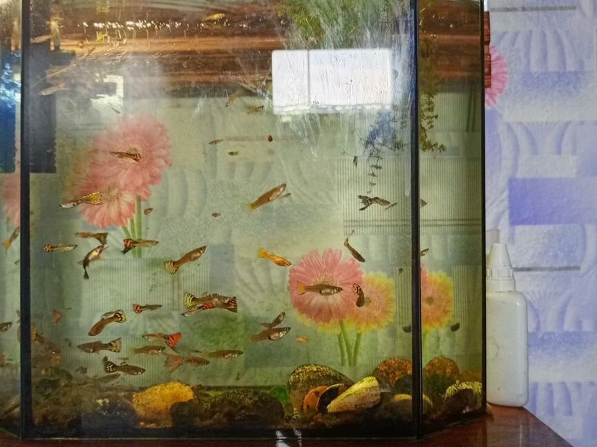 Аквариум с гуппиками