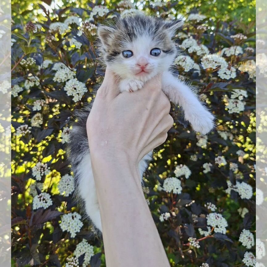 Котёнок в добрые руки