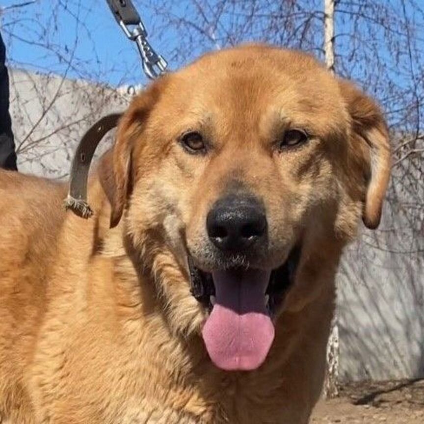 Крупный статный красавец Трой