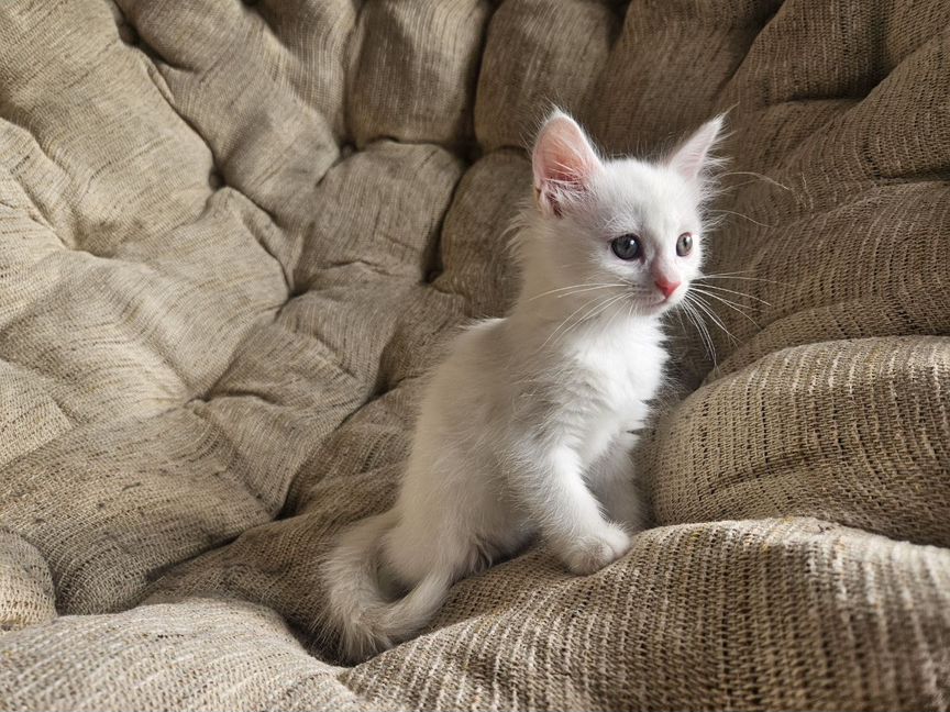 Котята в добрые руки приучены к лотку