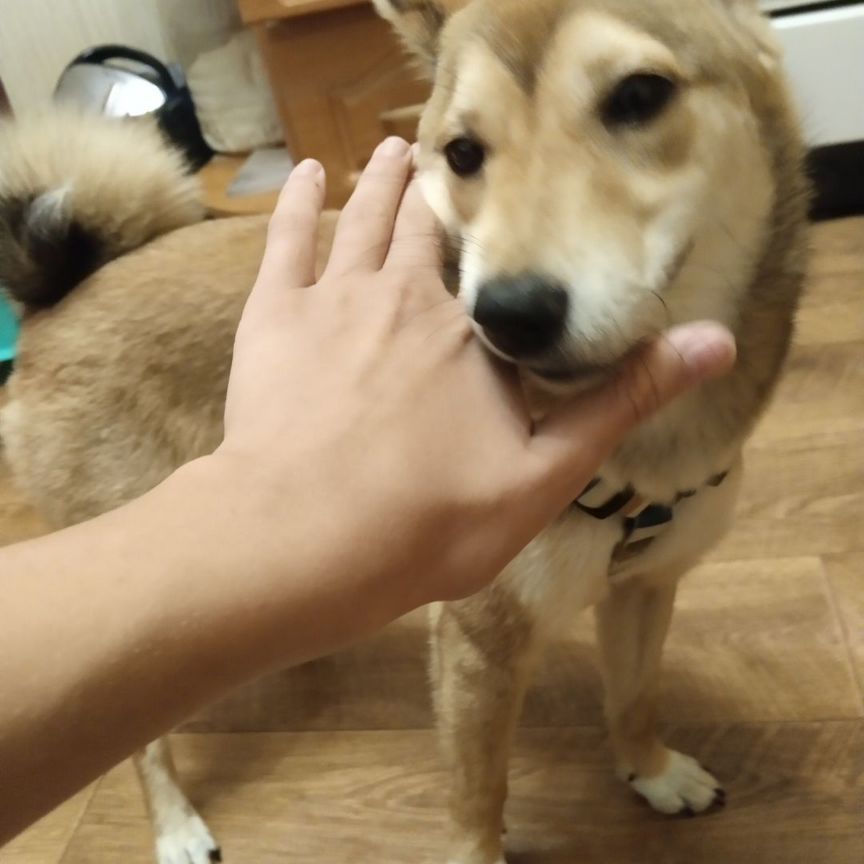 Собака сиба ину в добрые руки