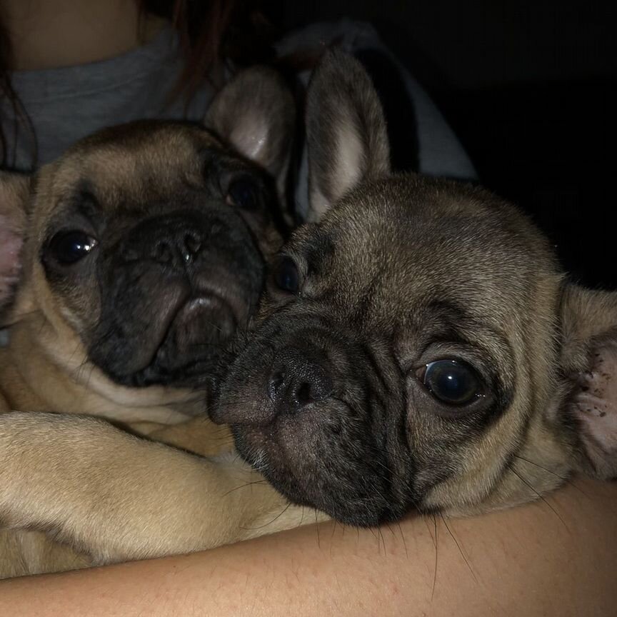 Французский бульдог щенки мини