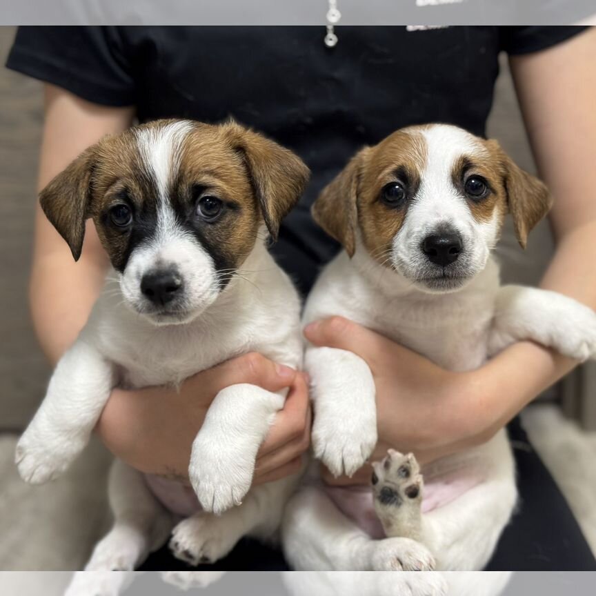 Джек-рассел-терьер, щенок