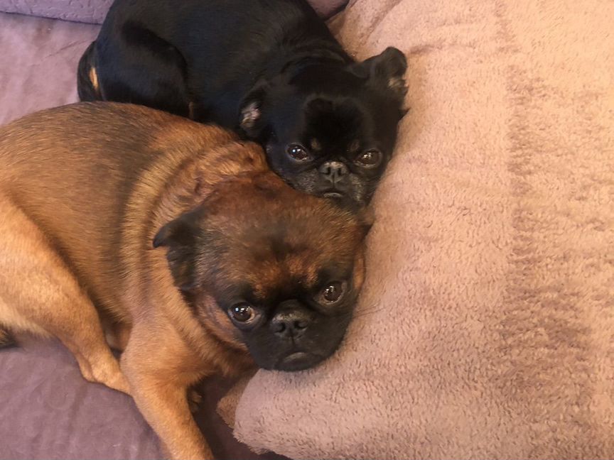 Пти брабансон вязка