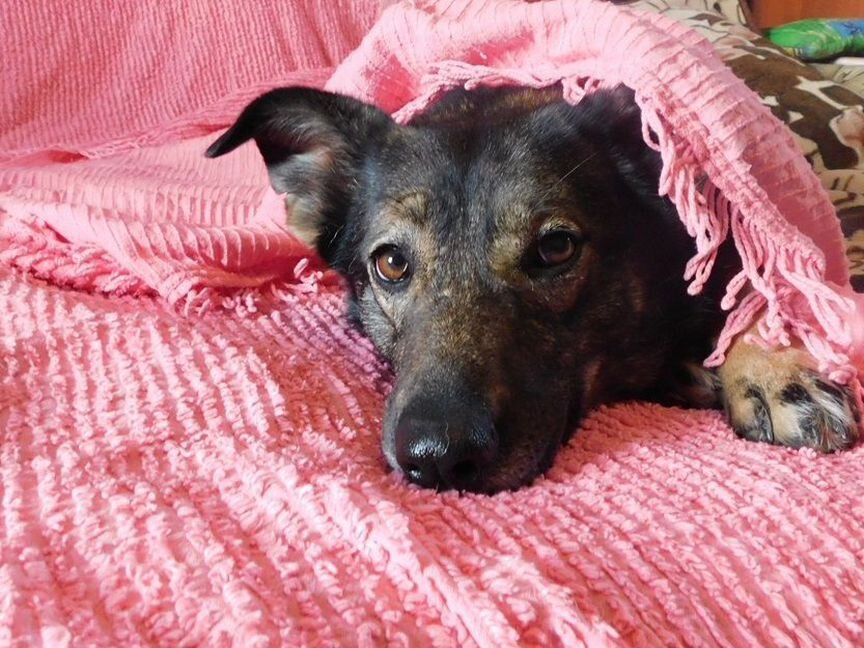 Собака -компаньон