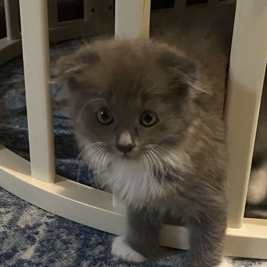 Шотландский вислоухий кот в добрые руки