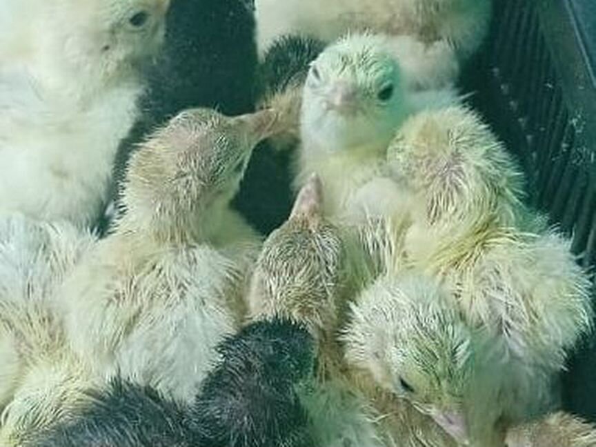 Индюки индюшата