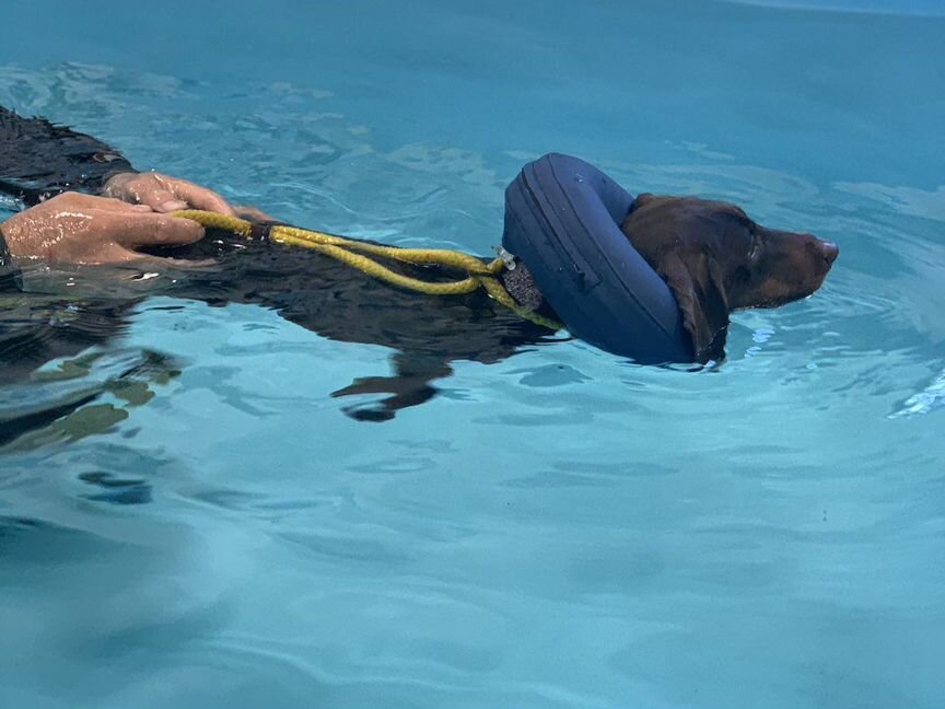 Ошейник для плавания собаке