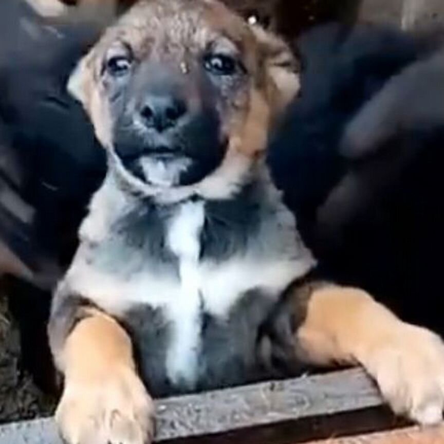 Щенок в добрые руки