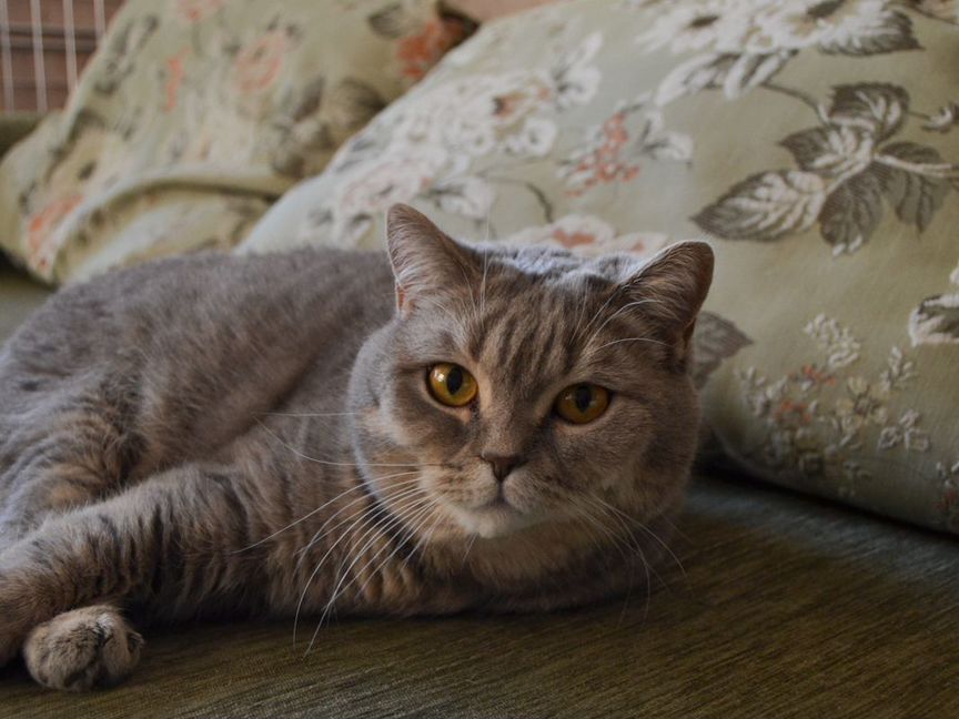 В надежные заботливые руки