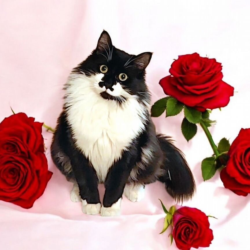 Котик в добрые руки