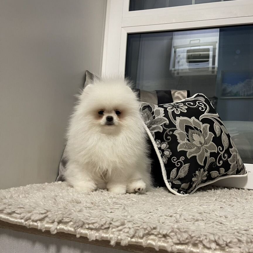 Померанский шпиц, щенок