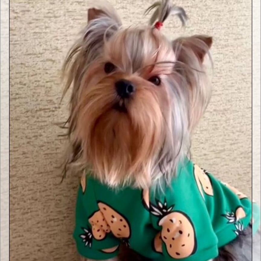 Йоркширский терьер, щенок