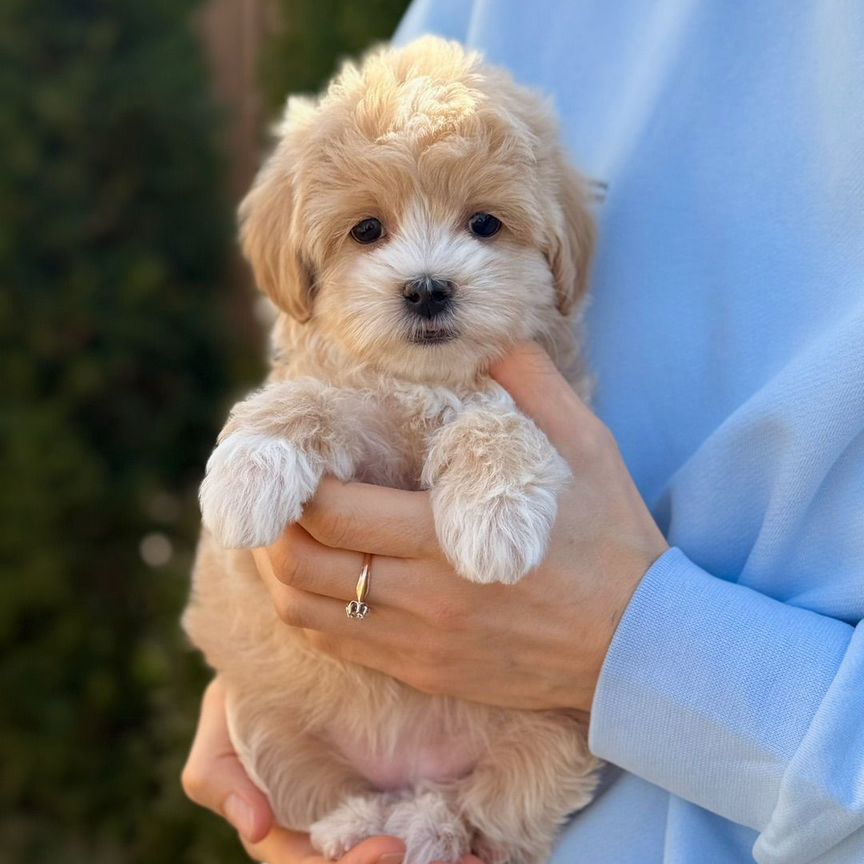 Щенки мальтипу f1