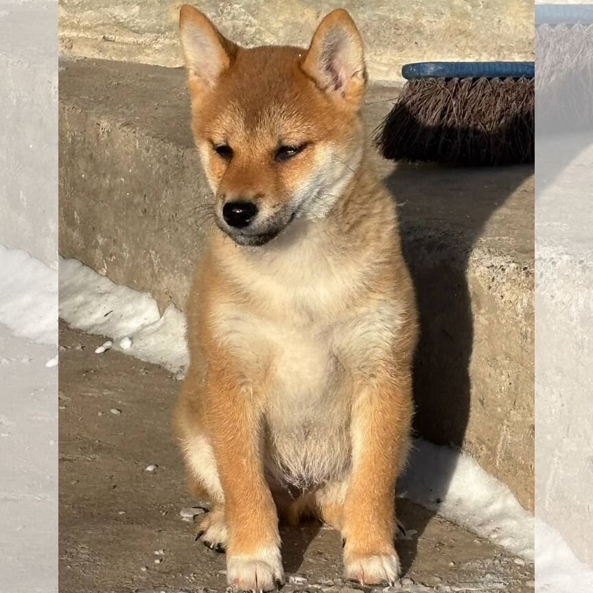 Сиба-ину, щенок