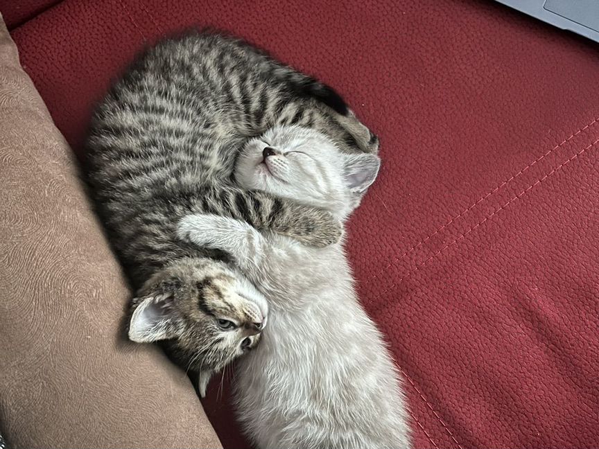 Котята