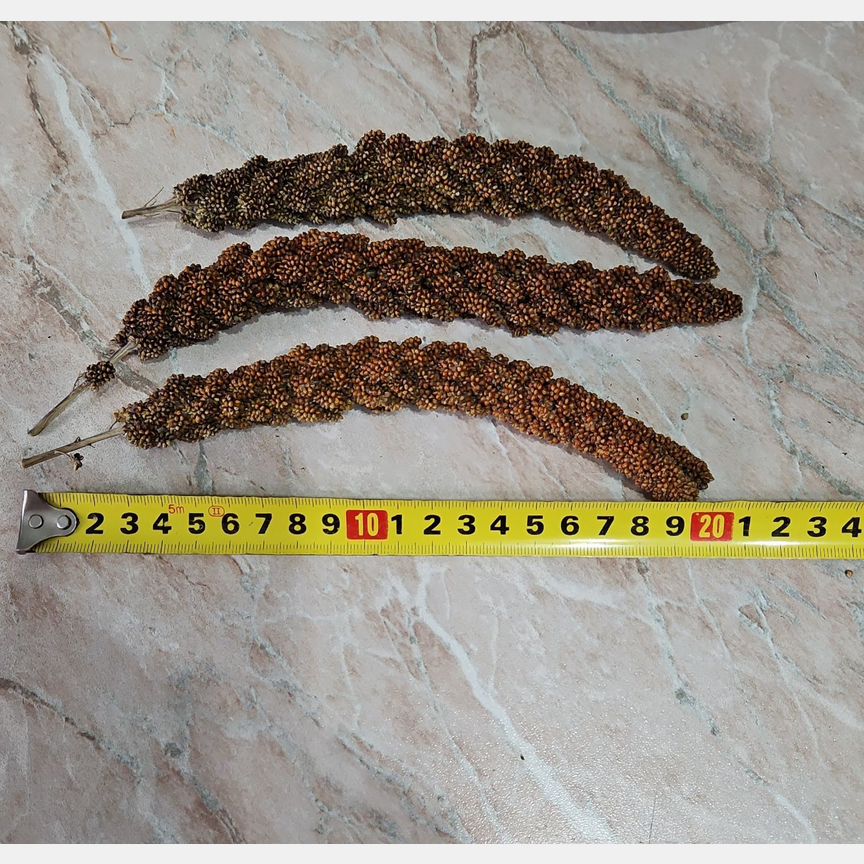 Чумиза в колосках