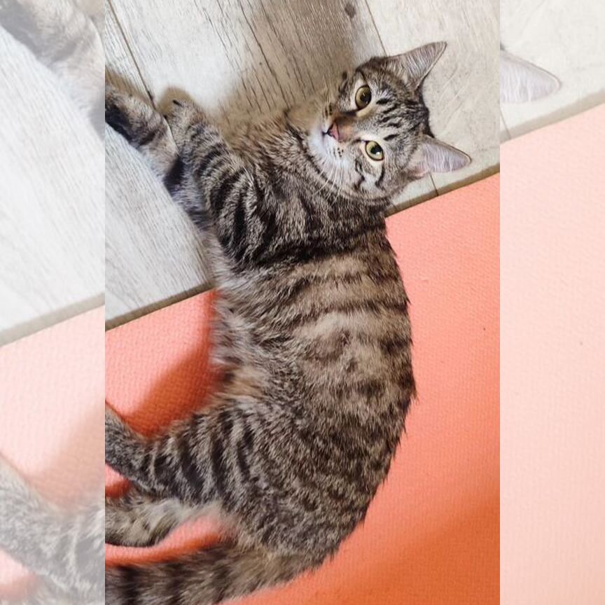 Котёнок в добрые руки