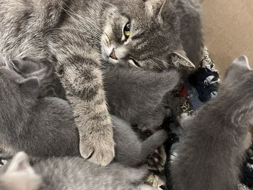Котята в добрые руки