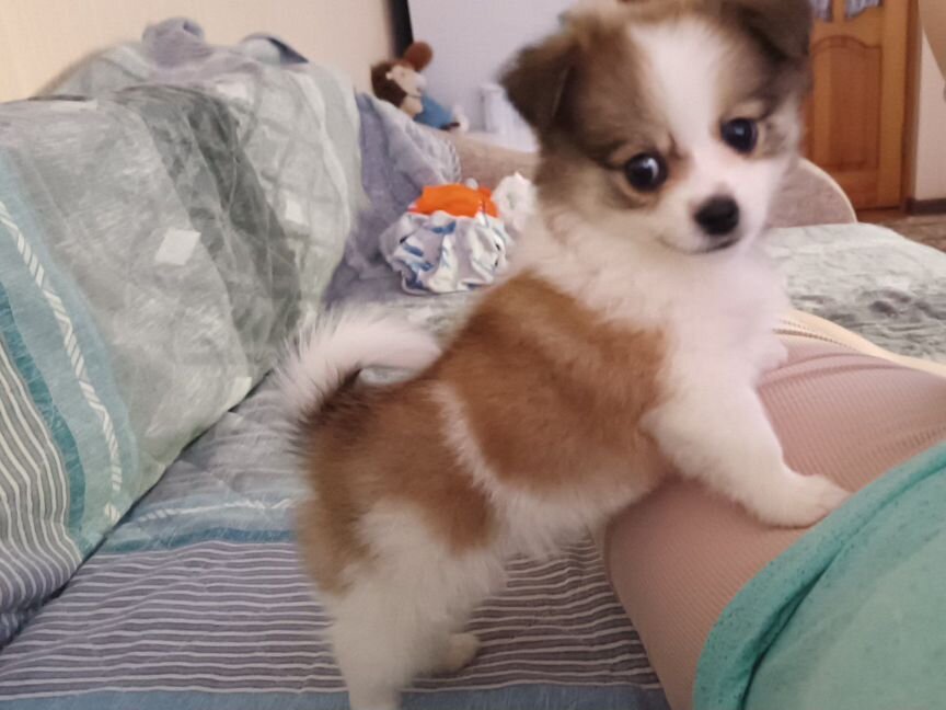 Маленькая собака шпиц