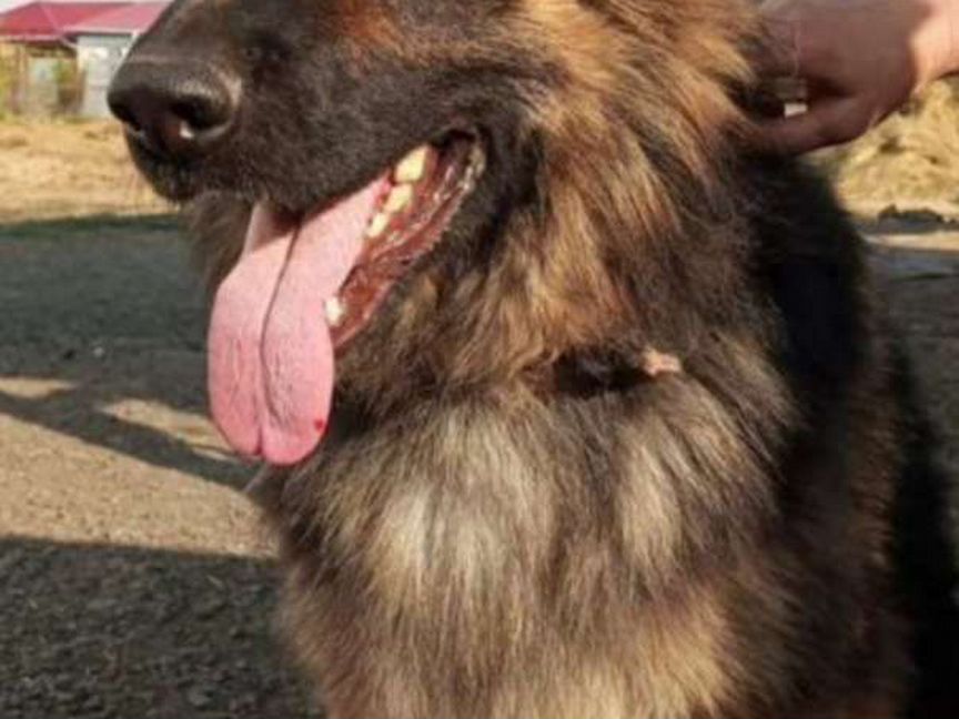 Немецкая овчарка вязка