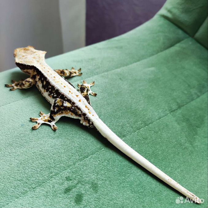 Бананоед Lilly White самец, год