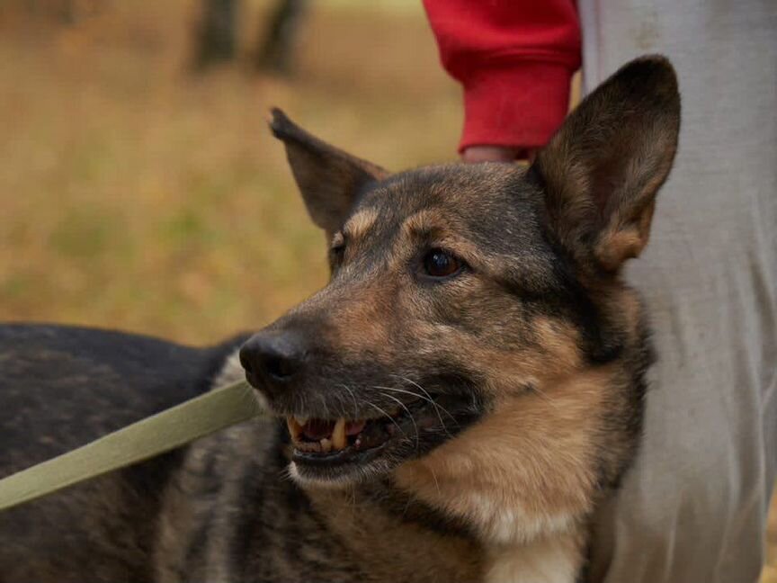 Старушка Волча не хочет умереть в приюте