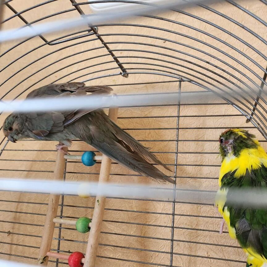 Попугайчики какарики, мальчик и девочка (отдаю пар