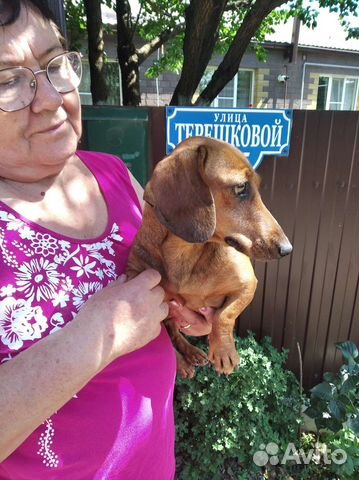 Потеряшка собака Такса