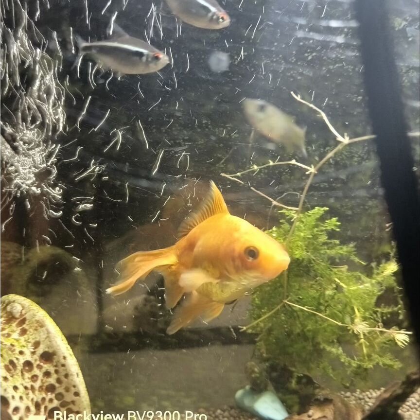 Золотая рыбка