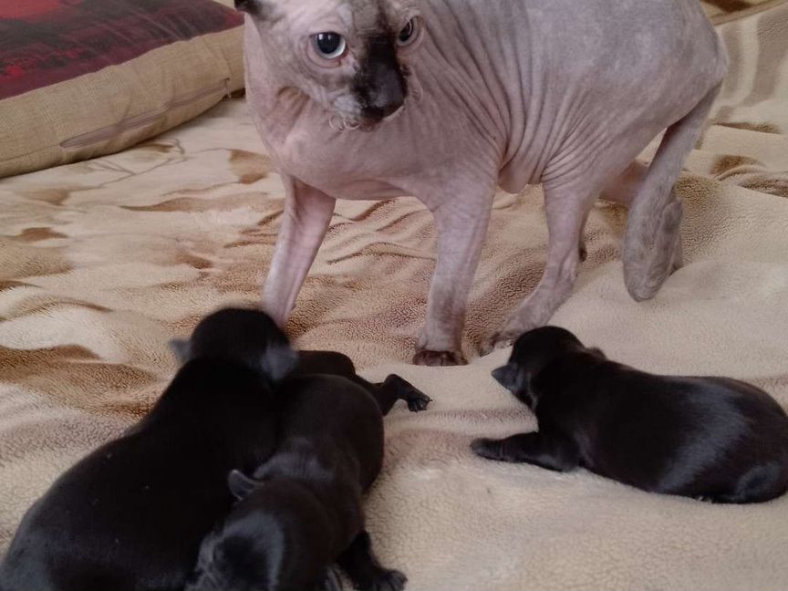 Собака в добрые руки отдам бесплатно